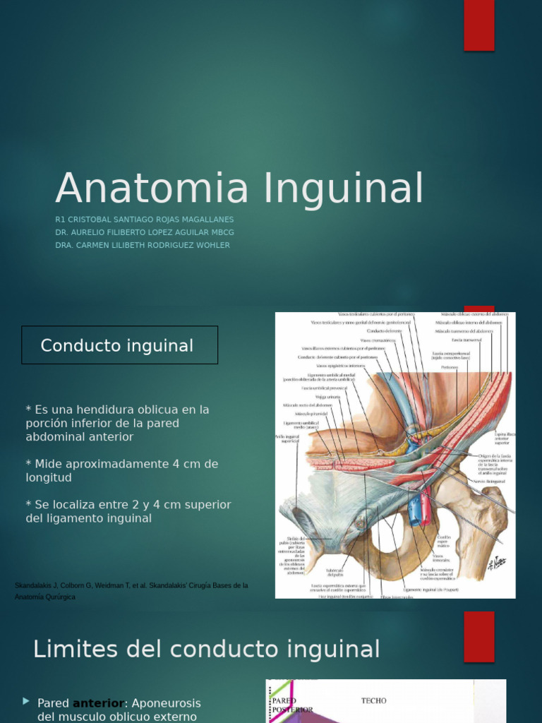 Anatomía del Conducto Inguinal | PDF