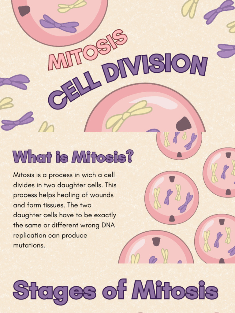 Understanding Mitosis: Stages Explained | PDF