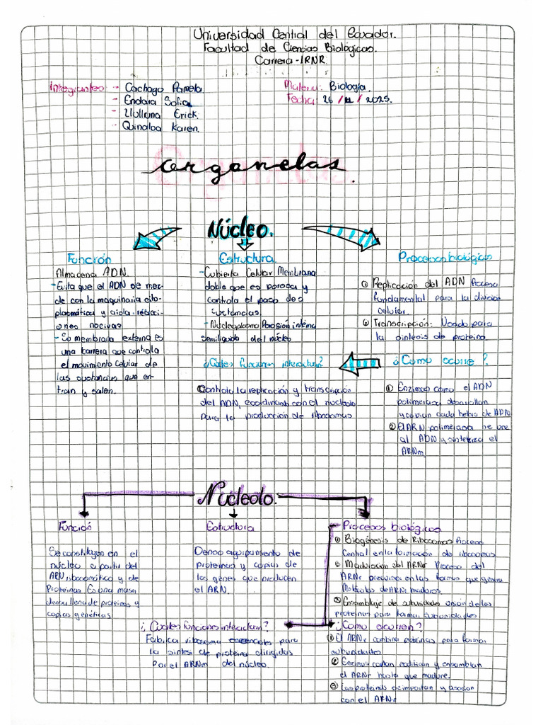 Núcleo, Nucleolo y Cromosoma | PDF