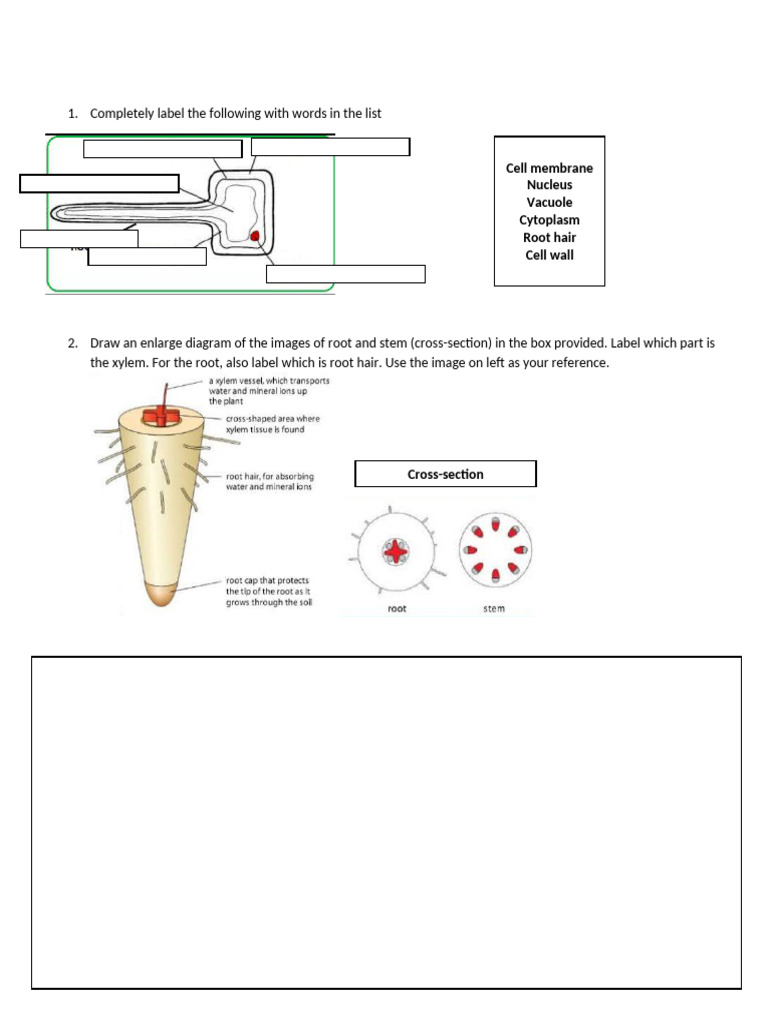Root and Stem Diagram Labeling Guide | PDF