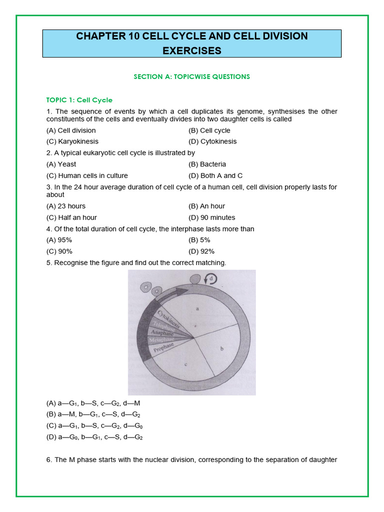 Cell Cycle and Mitosis Exercises | PDF | Meiosis | Mitosis