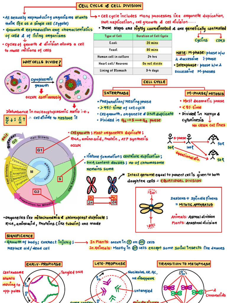 66d7dc20a649d633f0d15260_##_cell Cycle and Cell Division _ Class Notes ...