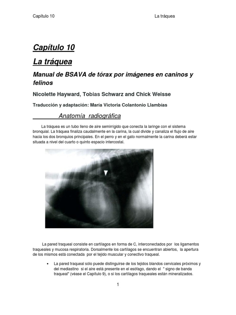 La Tráquea Fin (Autoguardado) | PDF | Tos | Pulmón