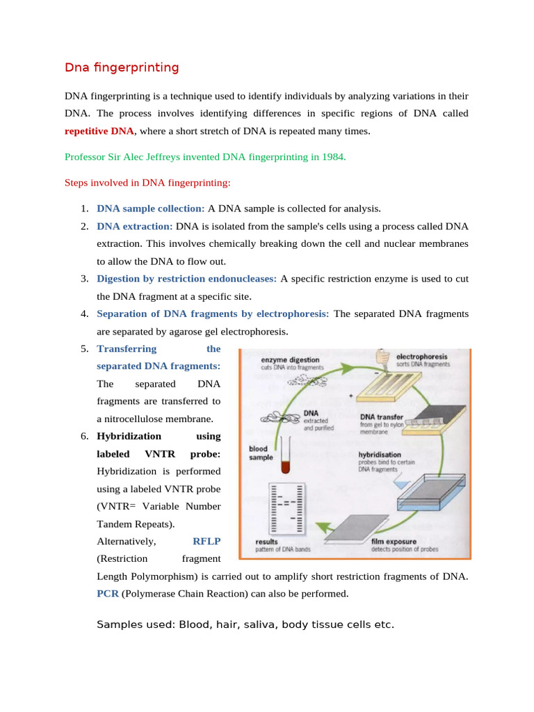 DNA Fingerprinting and PCR Techniques | PDF | Polymerase Chain Reaction ...
