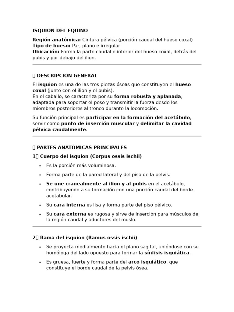 Isquion Del Equino | PDF | Pelvis | Sistema esquelético
