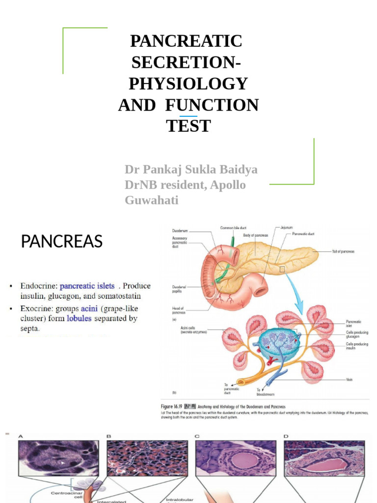 Pancreatic Secretion and Function Test Pankaj | PDF | Pancreas | Digestion