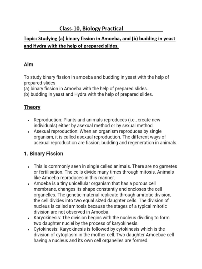 Binary Fission and Budding in Organisms | PDF | Mitosis | Cell (Biology)