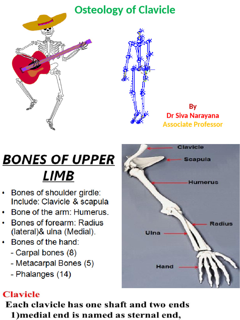 Clavicle Osteology | PDF
