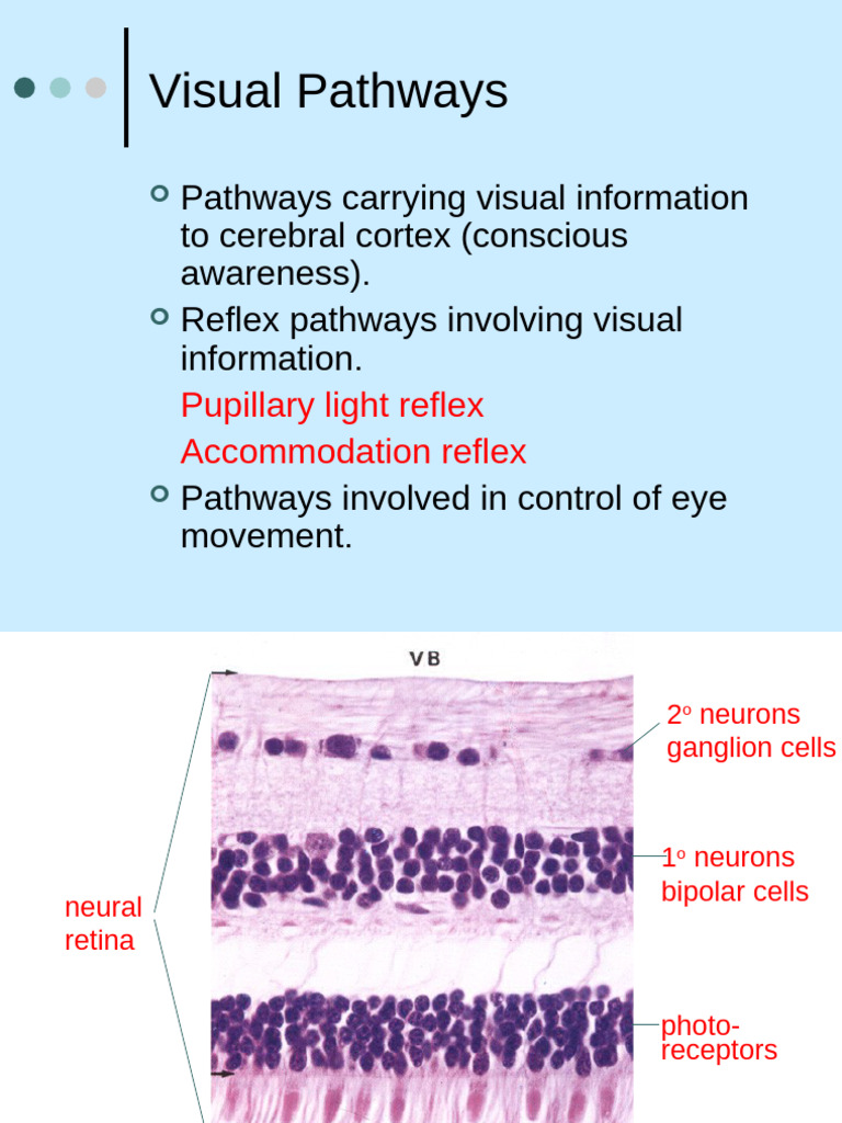 20-Visual pathways | PDF | Visual System | Retina