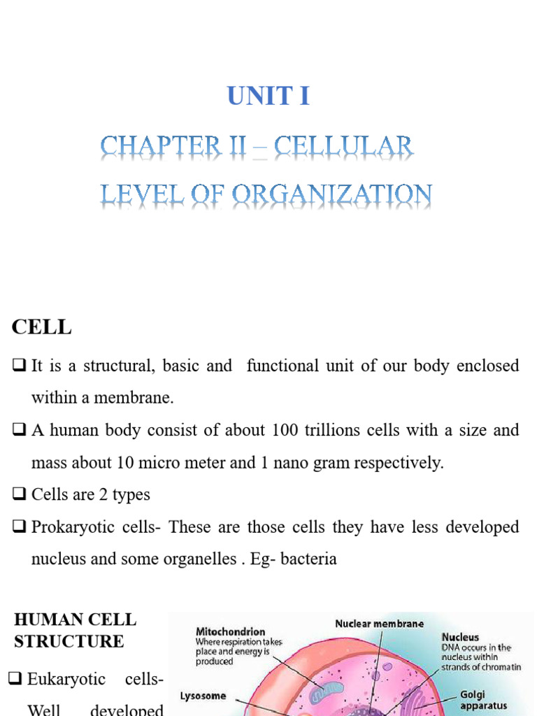 Cellular level of organization | PDF | Cell (Biology) | Endoplasmic ...