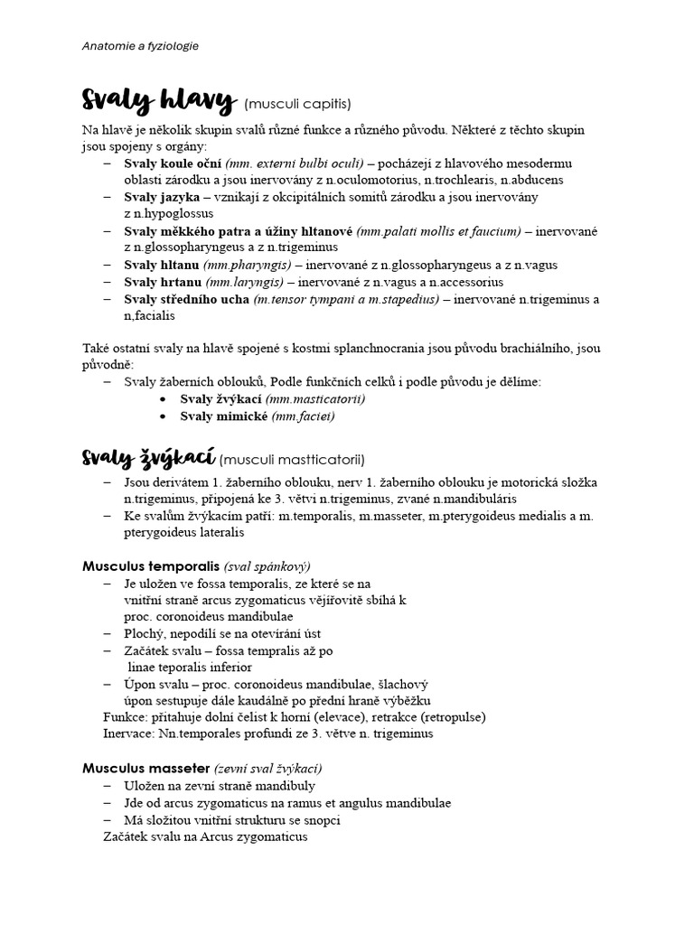Svaly Hlavy A Krku | PDF