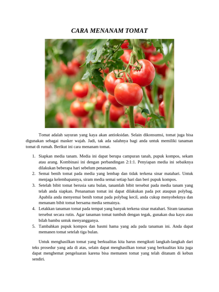 Cara Menanam Tomat | PDF
