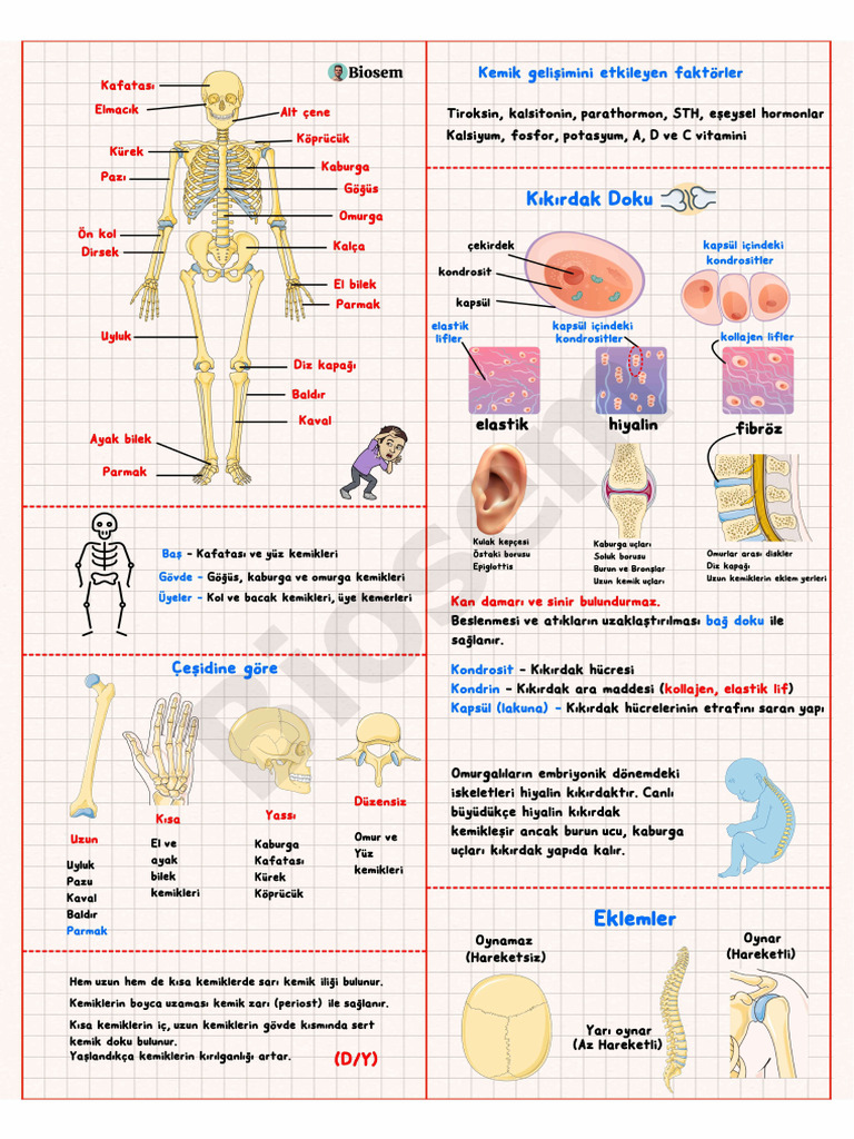 11.Sinif Ayt Biyoloji Destek Ve Hareket Sistemi Kikirdak Ve Kas Doku Konu Anlatimi PDF Kopyası | PDF