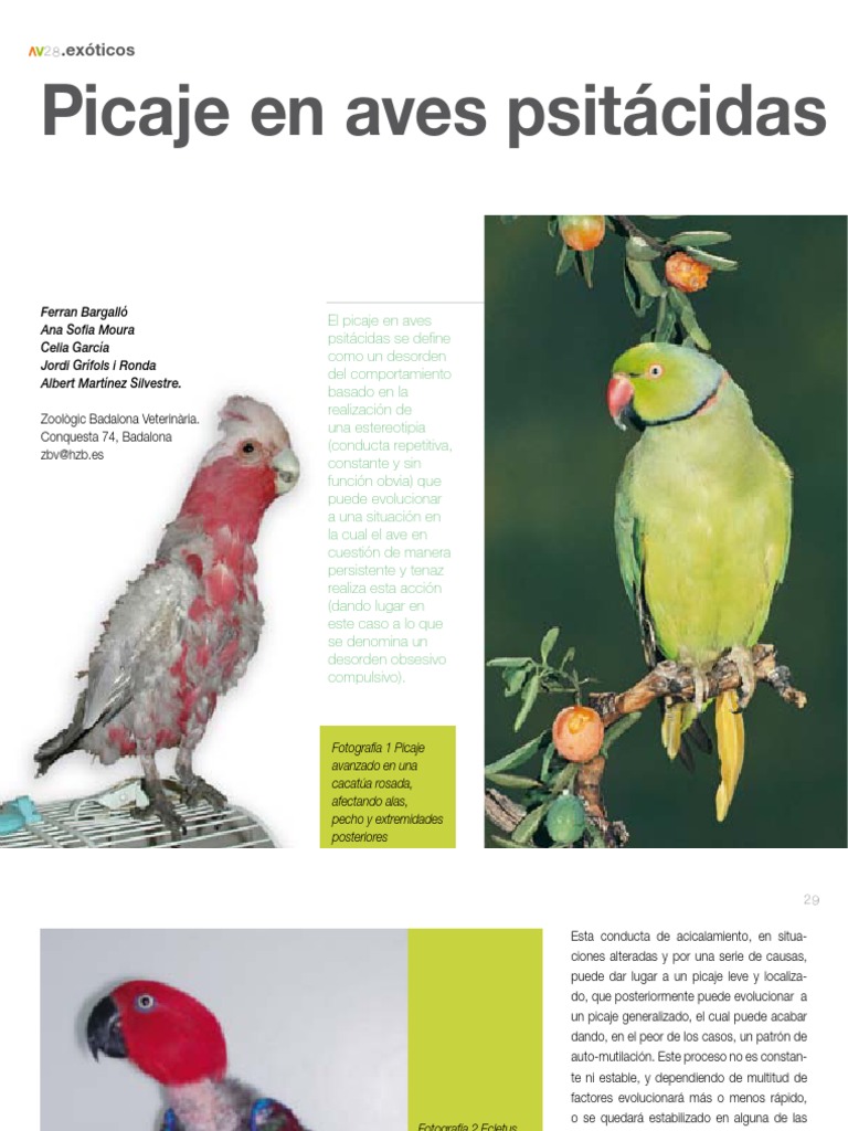 Av17 Picaje en Aves Psitácidas | PDF | Aves | Estrés (biología)