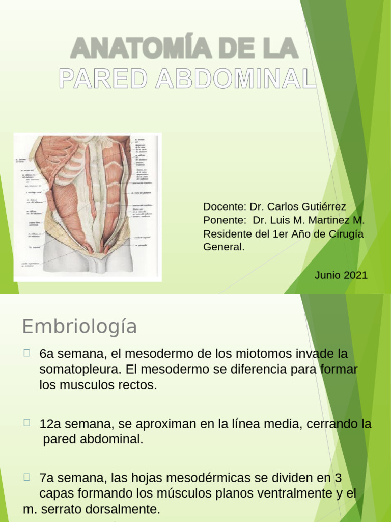 Seminario Anat - Pared Abdominal - Eventracion | PDF | Abdomen ...
