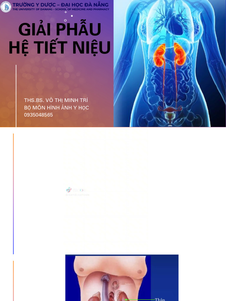 Urinary System Anatomy | PDF
