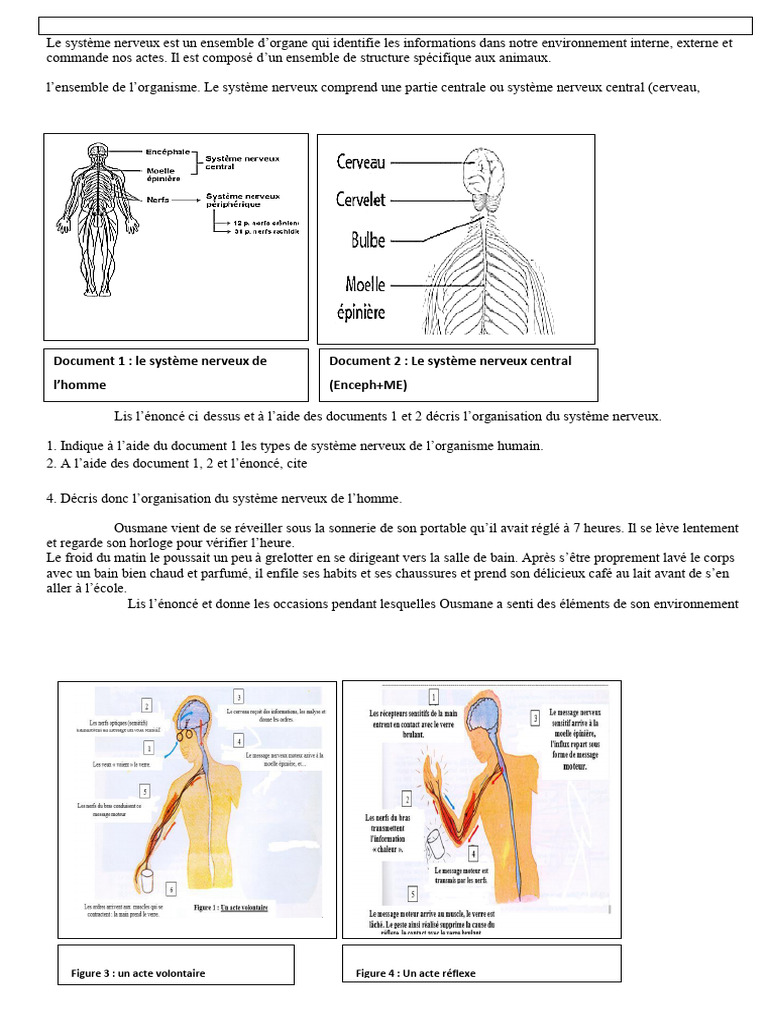 Organisation du système nerveux humain | PDF | Système nerveux ...