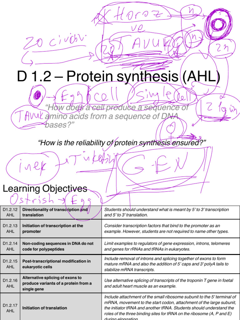 D 1.2 HL Protein Synthesis | PDF