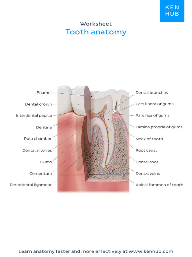 Worksheet Tooth Anatomy Labeled | PDF