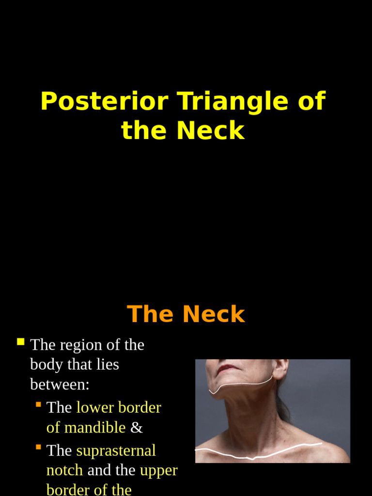 Anatomy of the Neck's Posterior Triangle | PDF | Neck | Human Anatomy