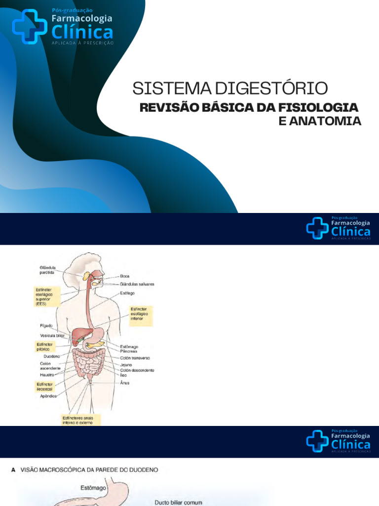 Módulo 8 - Slide Aula 1 -Fisiologia e Anatomia Do Digestório - Pós | PDF | Sistema digestivo ...