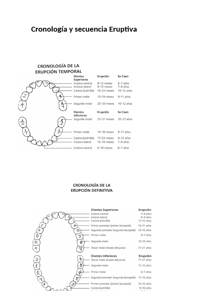 Cronología y Secuencia Eruptiva Ortodoncia 3 | PDF