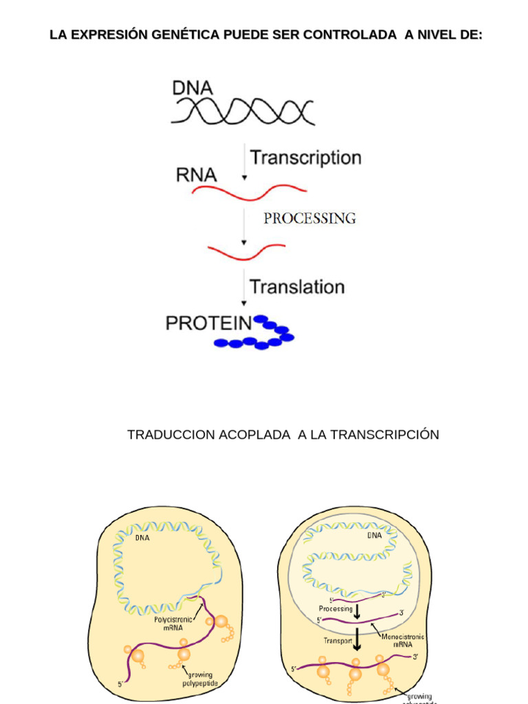 Regulacion de Transcripcion | PDF | Operón | Represor