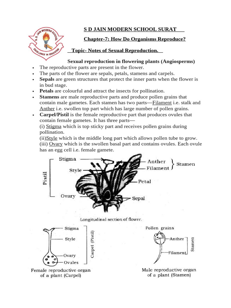 Sexual Reproduction in Plants and Humans | PDF | Flowers | Fertilisation