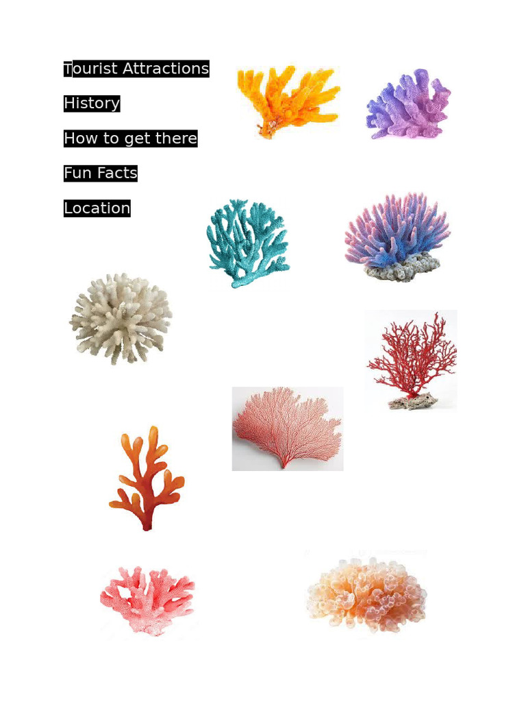 Andamans Corals | PDF