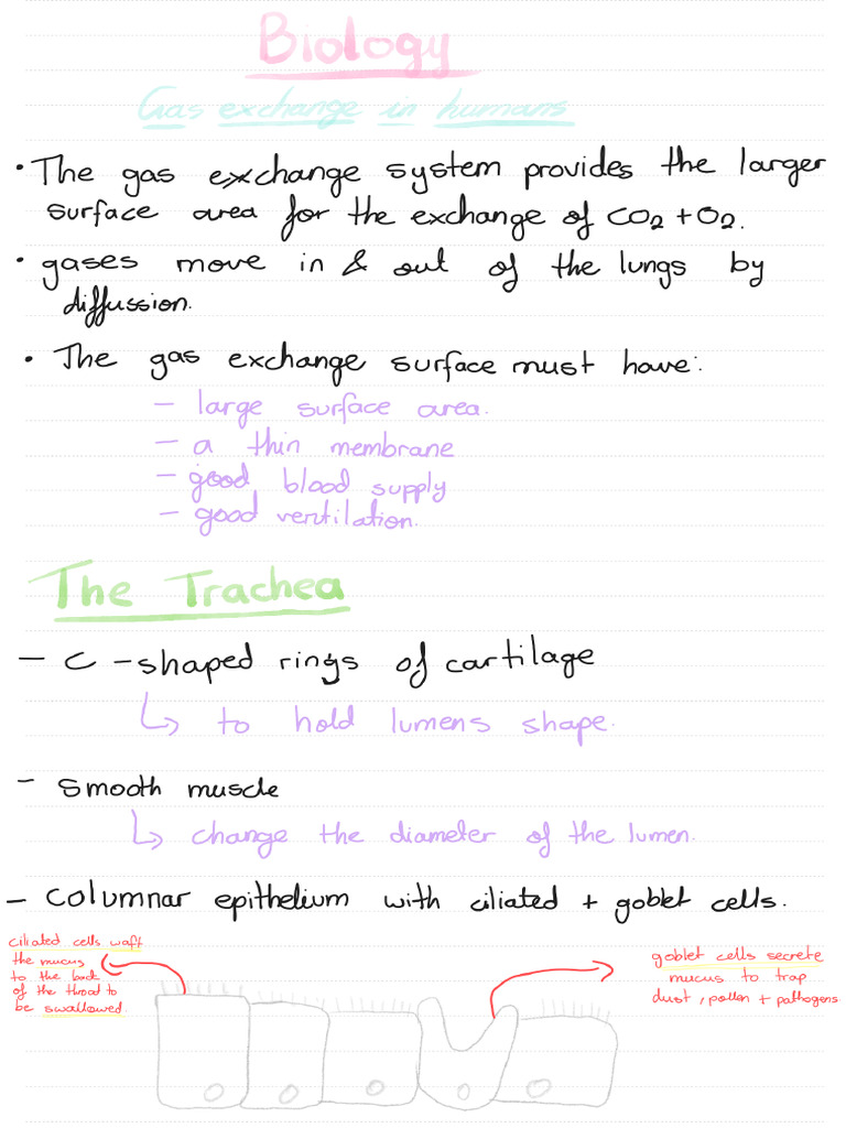 Biology Gas Exchange | PDF