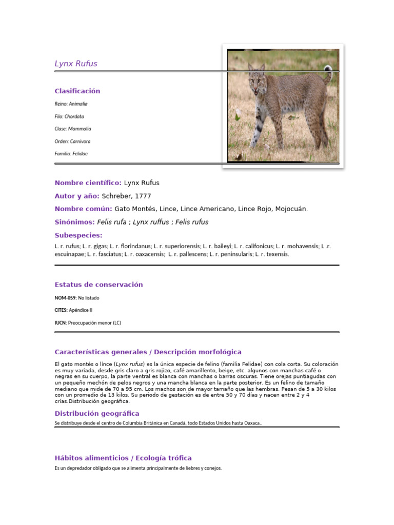 Lynx Rufus | PDF