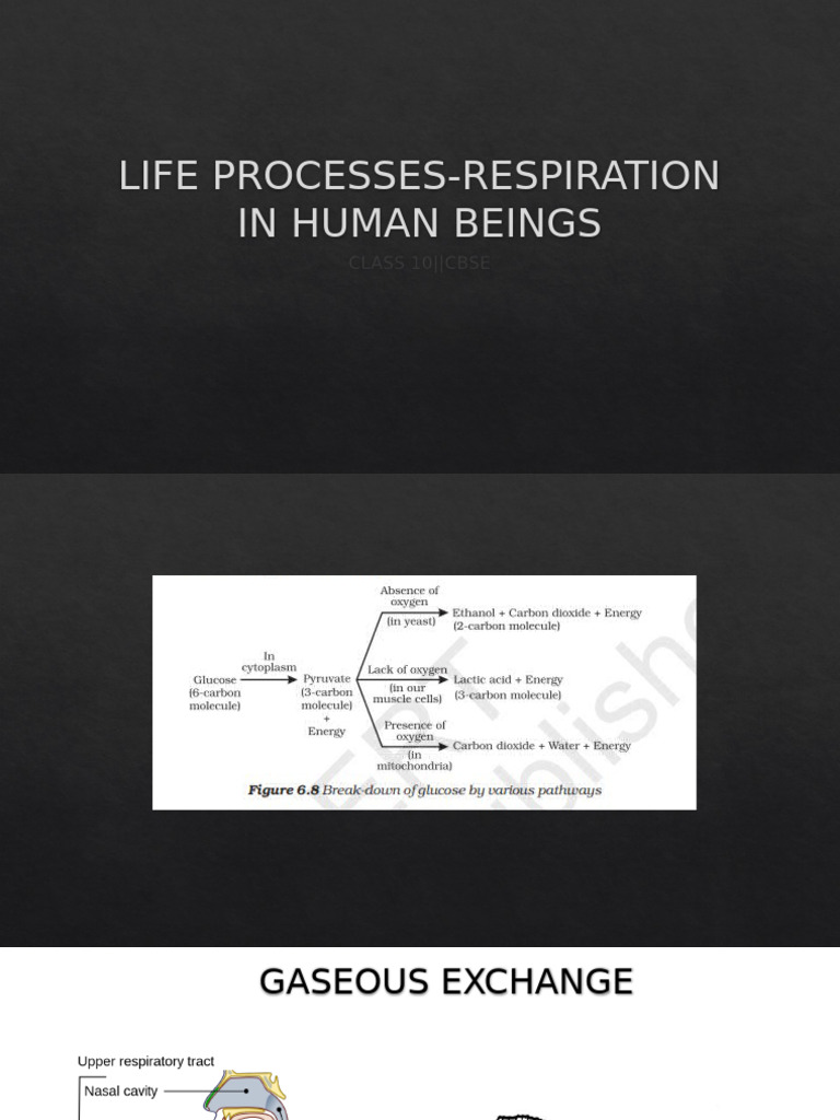 Life Processes-Respiration in Human Beings | PDF