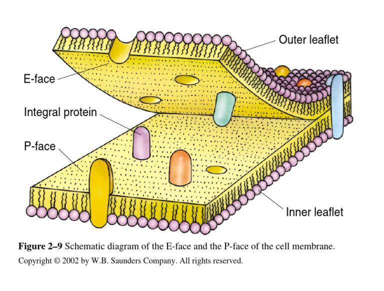 Outer Leaflet: Figure 2-9 Schematic Diagram of The E-Face and The P ...