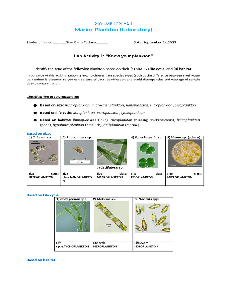 TADUYO - MBIO 4104 Marine Plankton - Laboratory Activity 2 | PDF ...
