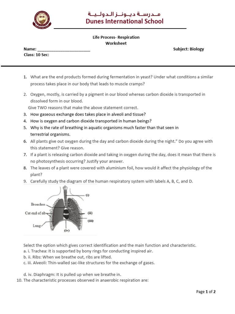 Life Processes - Respiration Worksheet | PDF