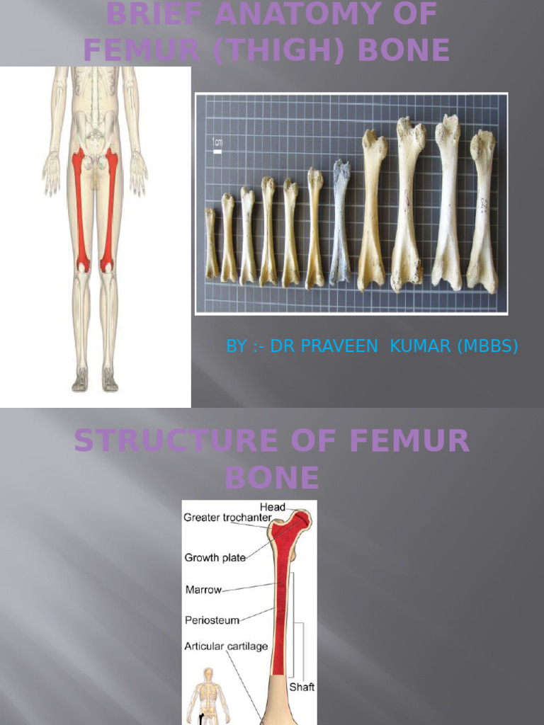 Brief Anatomy of Femur (Thigh) Bone-1 | PDF | Osteoporosis | Skeletal ...