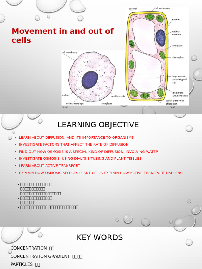 3 Movement in and Out of Cells | PDF | Osmosis | Diffusion