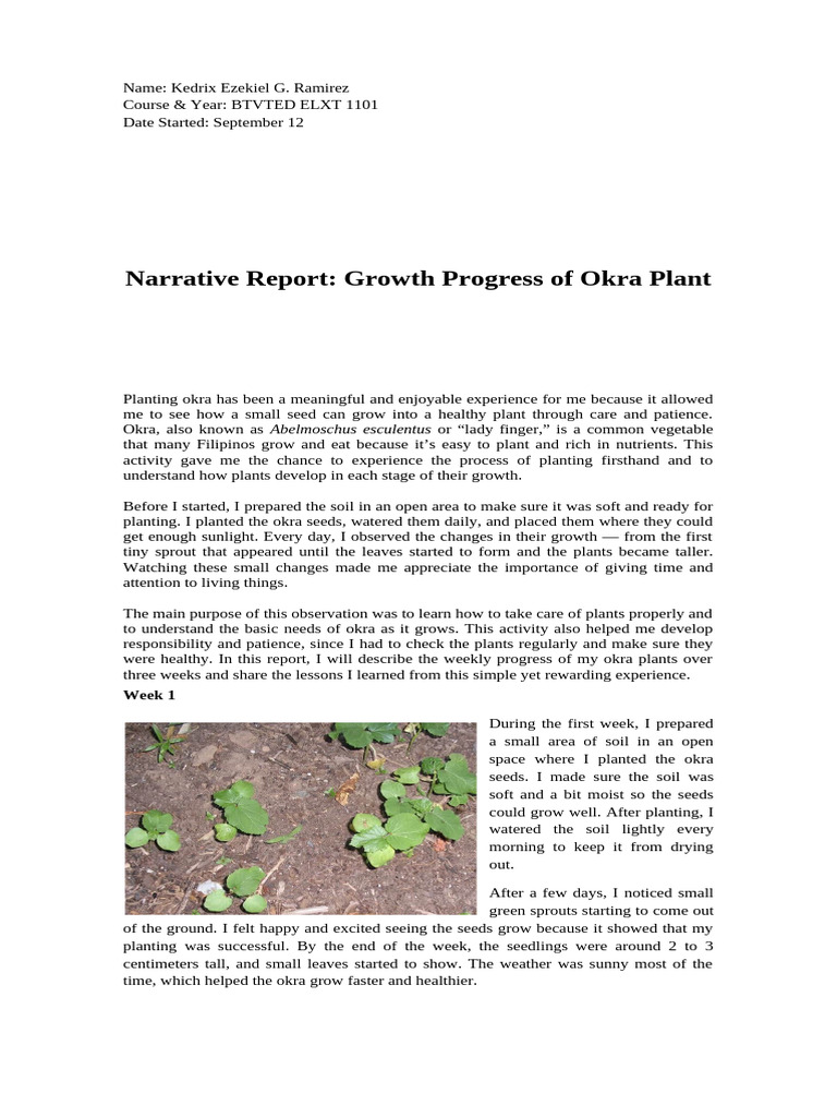 Okra Plant Growth Journey Report | PDF | Botany | Plants