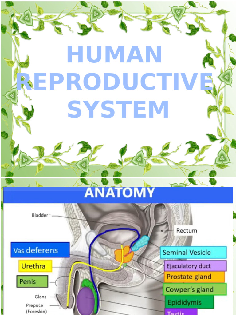 Reproductive System & Hormones | PDF
