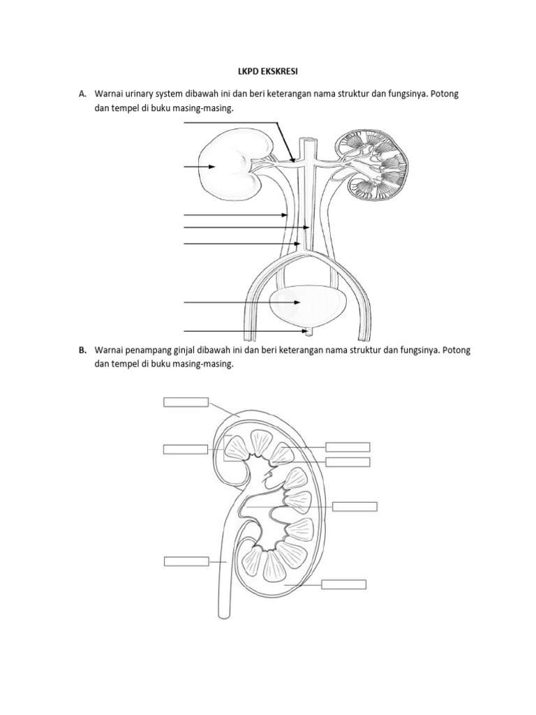 LKPD Sistem Urin: Struktur dan Fungsi | PDF