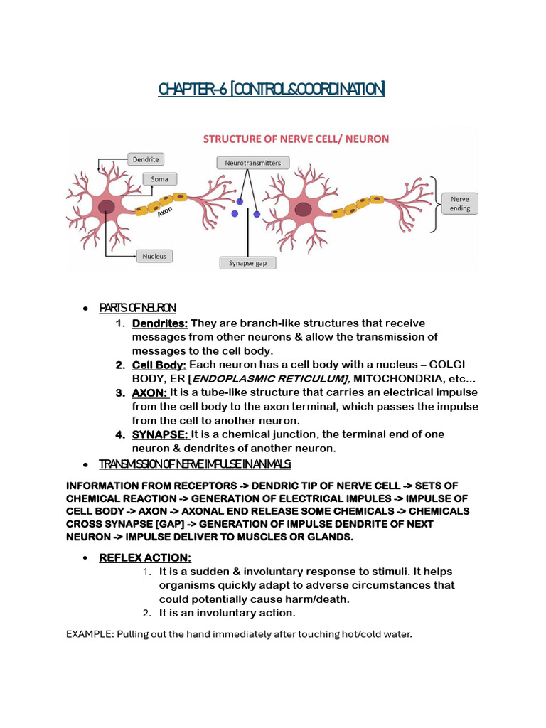 Neuron Structure and Reflex Actions | PDF