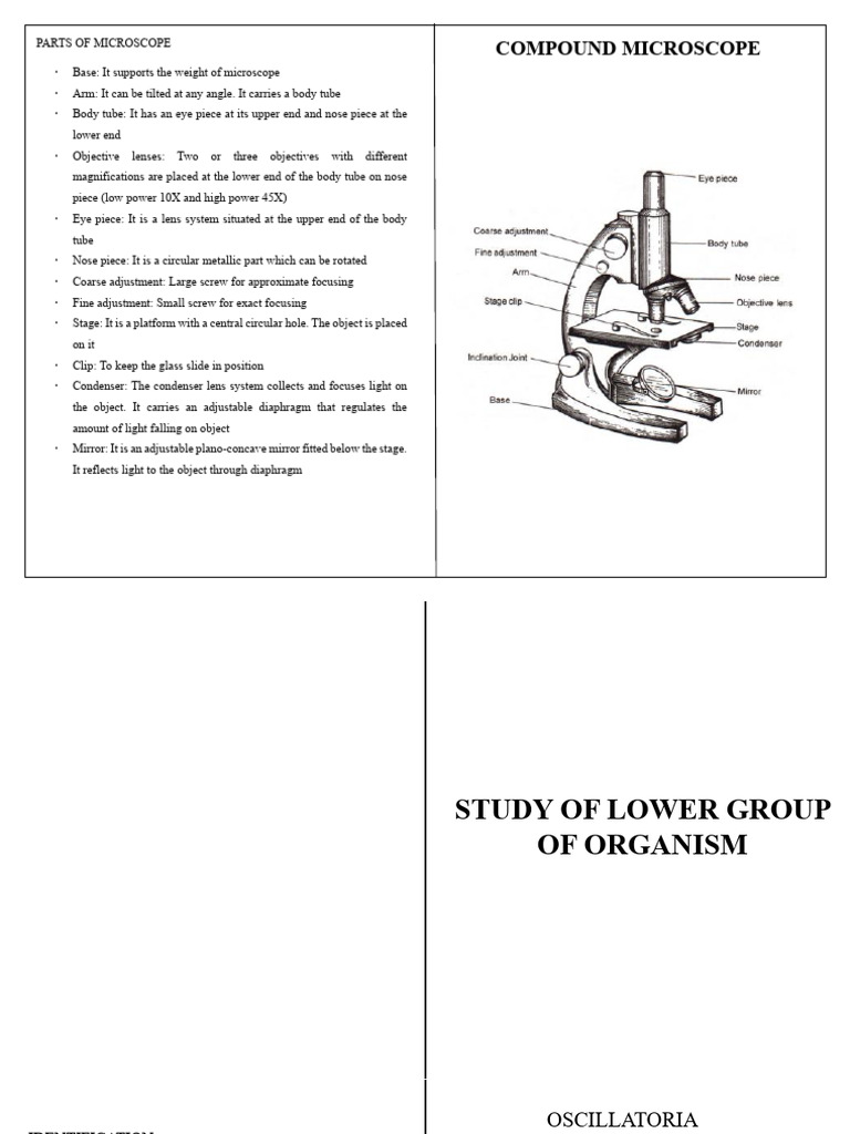 Botany Record | PDF