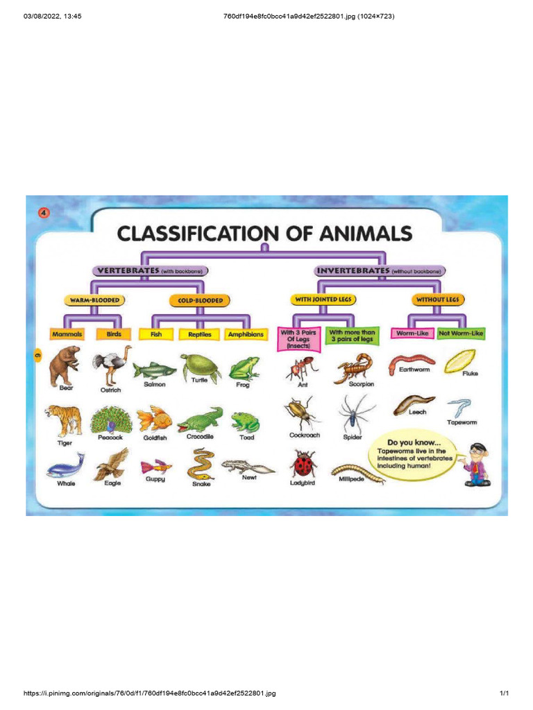Classification of Animals | PDF