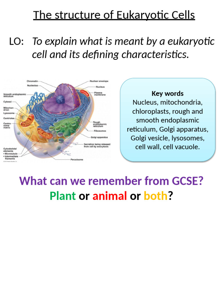 1. the Structure of Eukaryotic Cells | PDF | Organelle | Cell (Biology)
