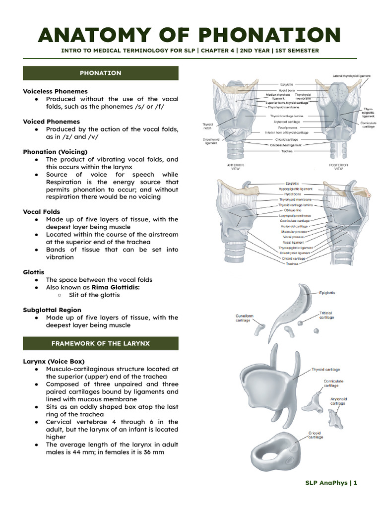 SLP AnaPhys | PDF | Larynx | Human Voice