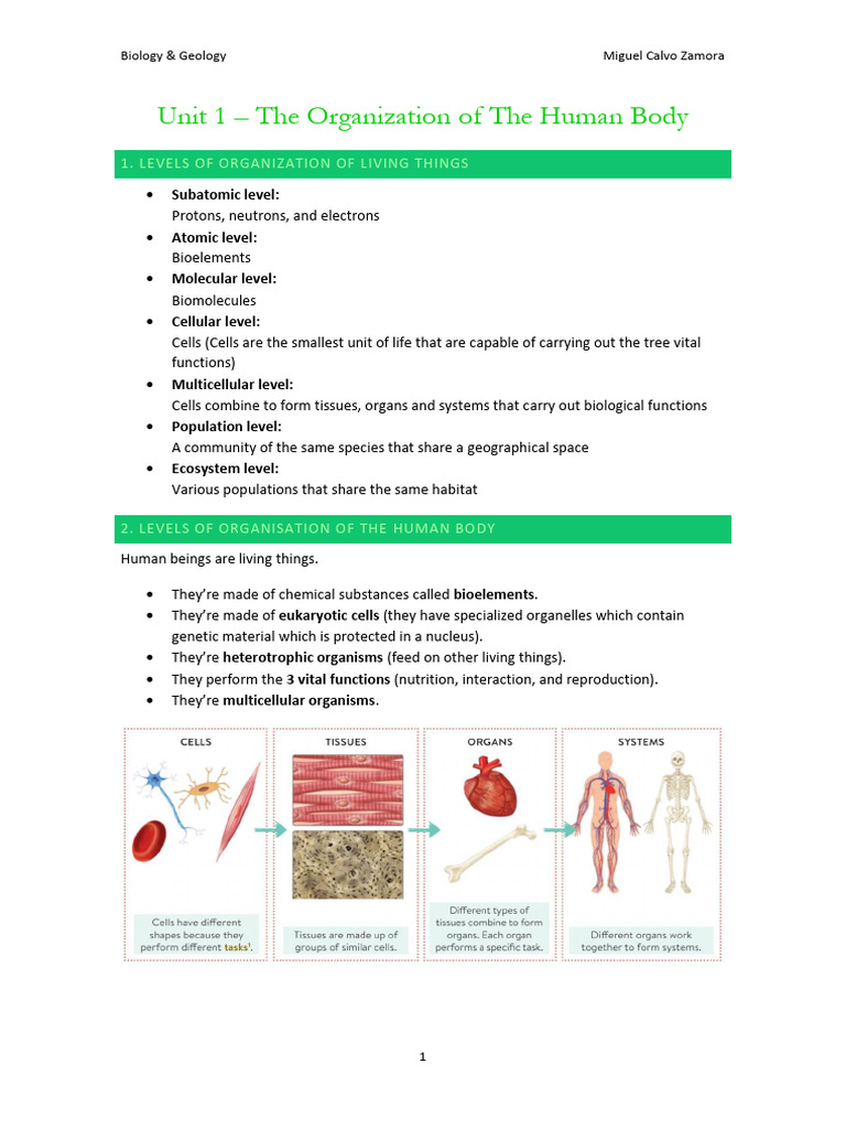 Human Body Organization and Systems | PDF | Tissue (Biology) | Muscle