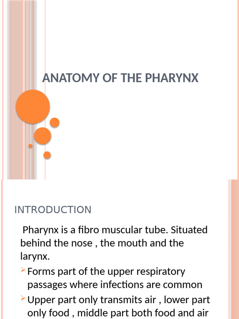 Anatomy of The Pharynx | PDF | Common Carotid Artery | Larynx
