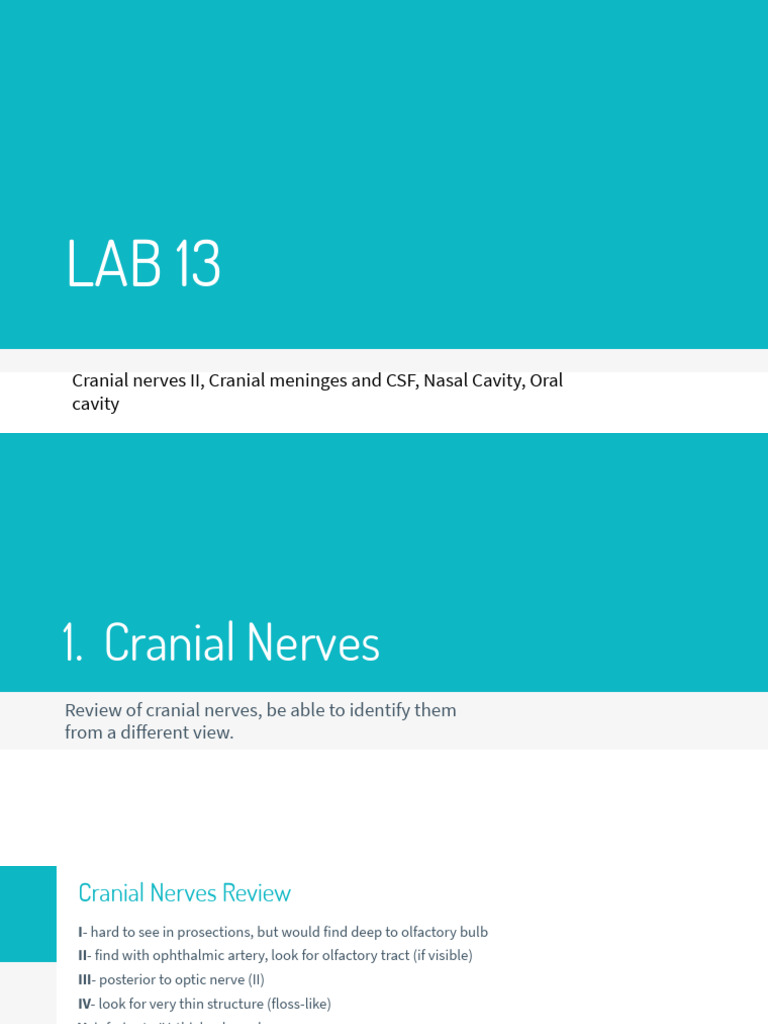 Lab 13 - Cranial Nerves II, Cranial Meninges & CSF, Nasal Cavity, Oral ...