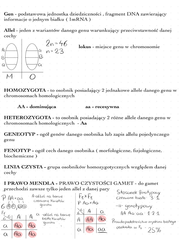 Biologia Genetyka Notatki | PDF