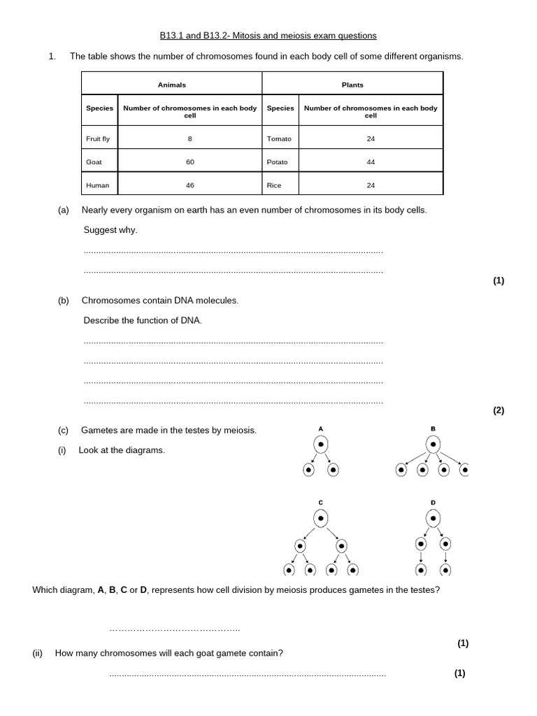 Mitosis and Meiosis Exam Questions | PDF | Cell (Biology) | Chromosome